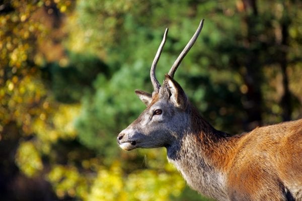 Hjort – Norsk Hjortesenter