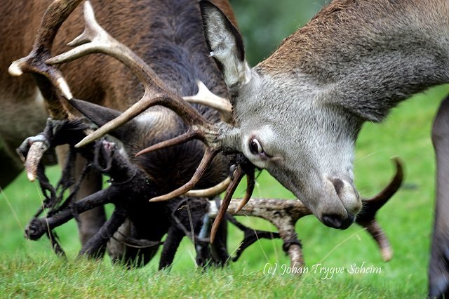 Hjort – Norsk Hjortesenter