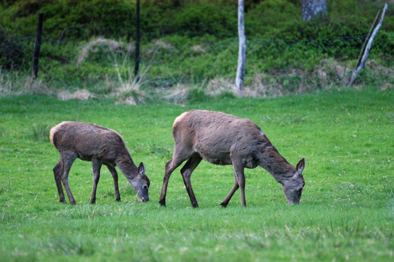 hjort_25 – Norsk Hjortesenter