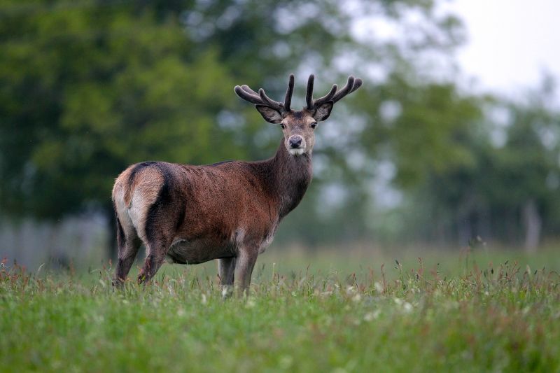 Viltåker til hjort - Norsk Hjortesenter