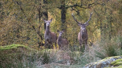 Fakta om hjort – Norsk Hjortesenter