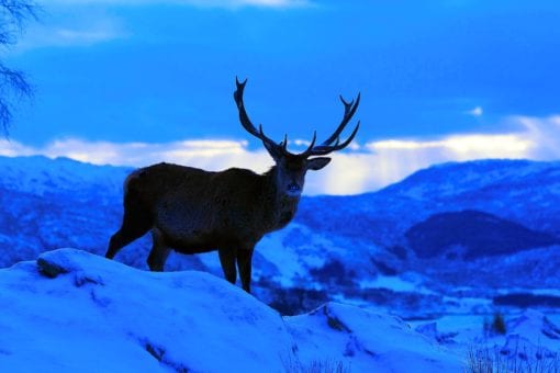 Fakta om hjort – Norsk Hjortesenter